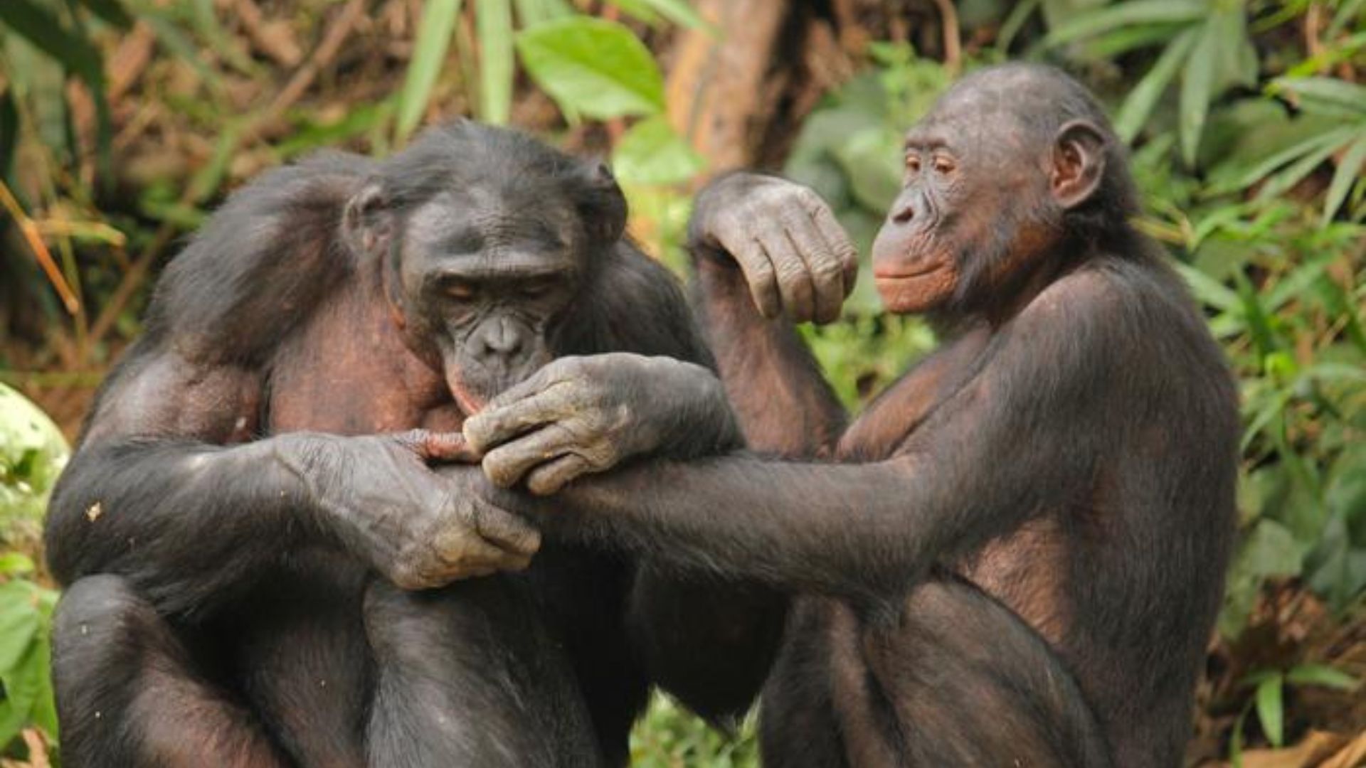 Apes use 'make-up sex' for bonding, revealing how human intimacy began