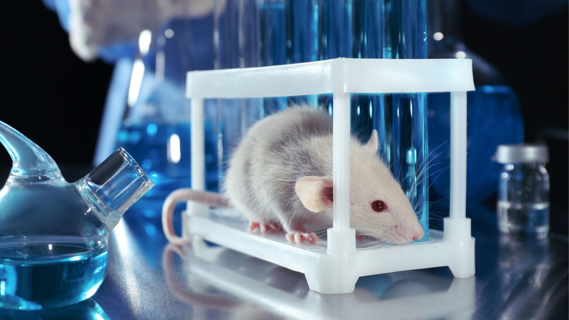 Mouse sex study identifies brain chemicals controlling sexual behavior