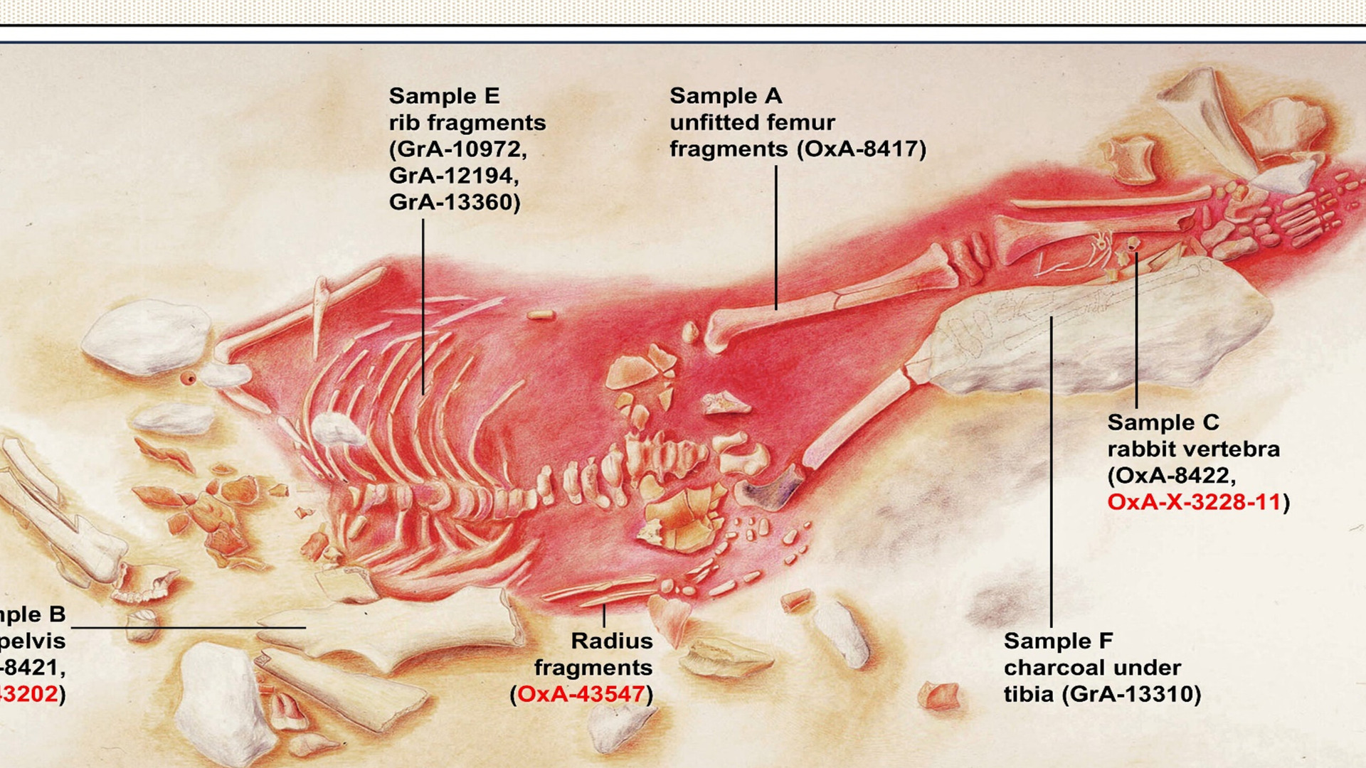 Bones of controversial child born from human-Neanderthal affair dated