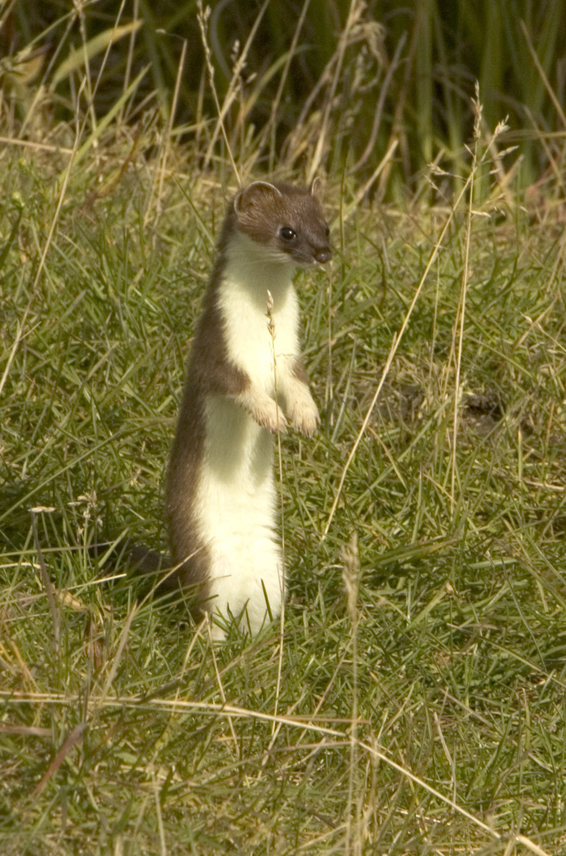 Eight tiny but mighty mammals on Earth that are as cute as a button