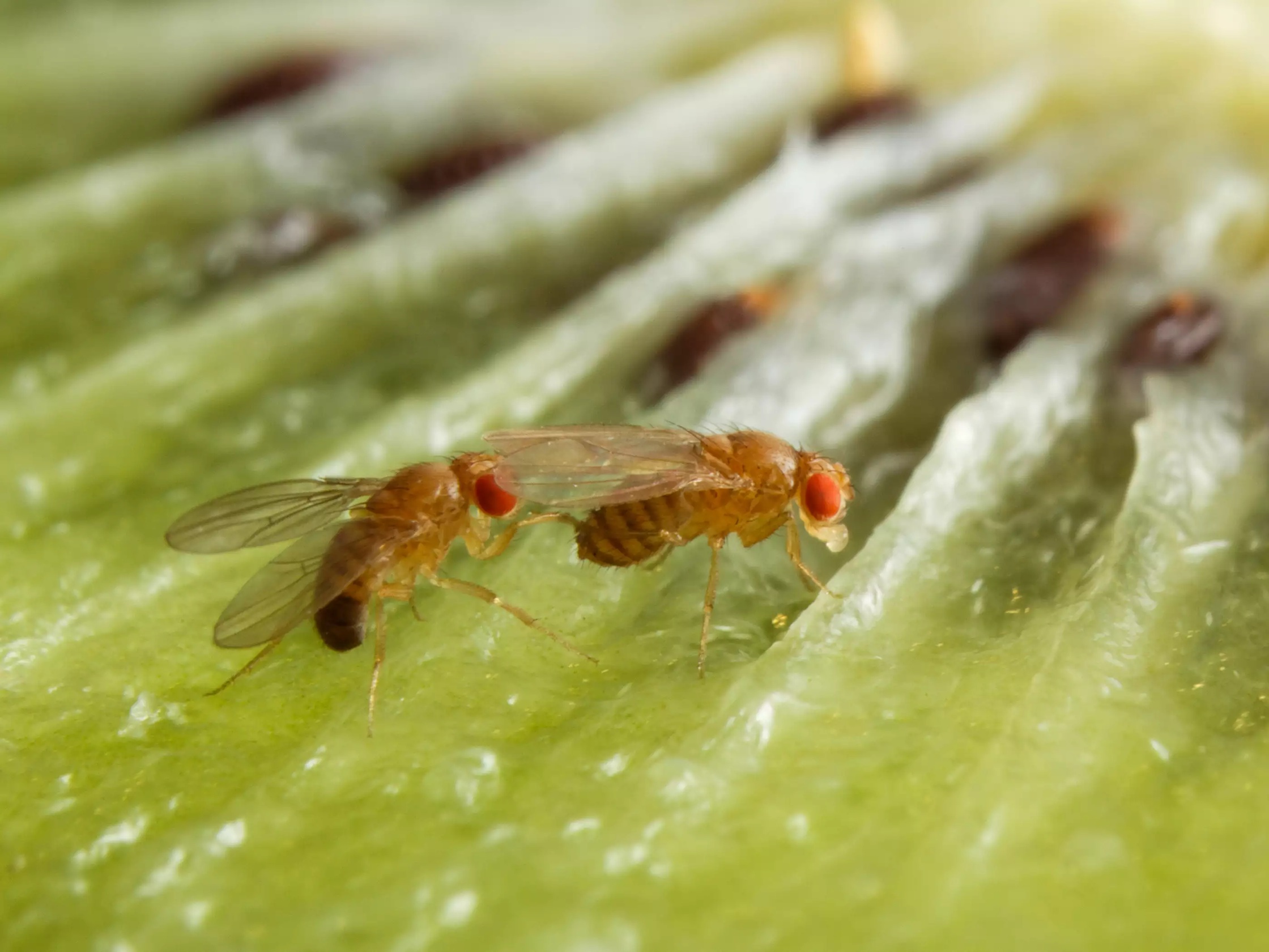Alcohol boosts sex appeal, mating success in male fruit flies: Study