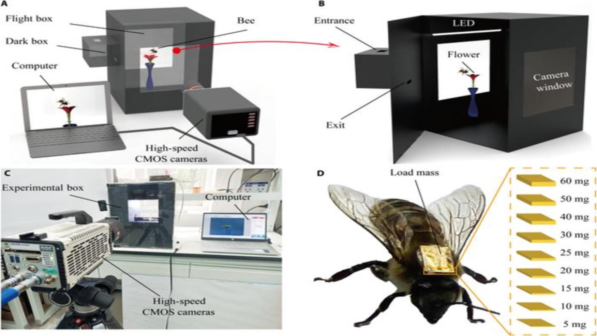 Buzz battery? Tiny rice-sized tech turns bees into power generators