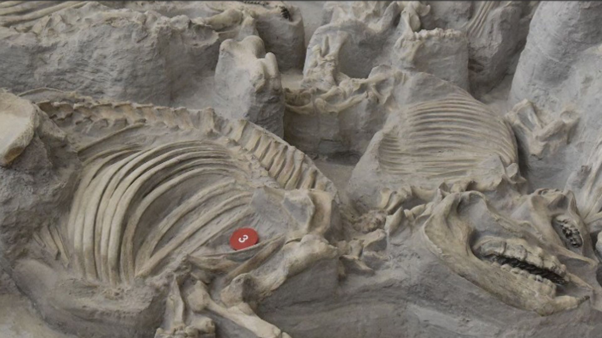 Yellowstone's eruption 12 million years ago made a mass rhino grave