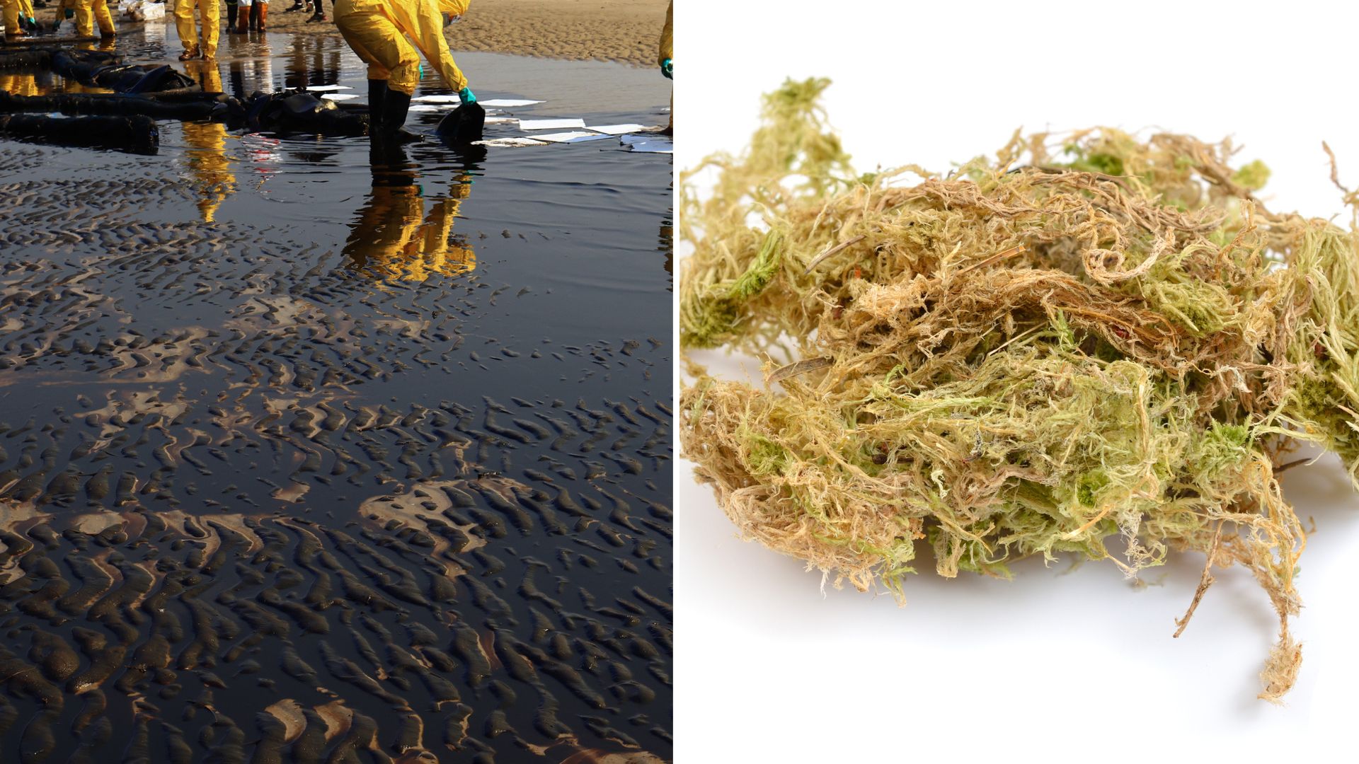 China turns moss into sponge that soaks oil spills with 90% reuse