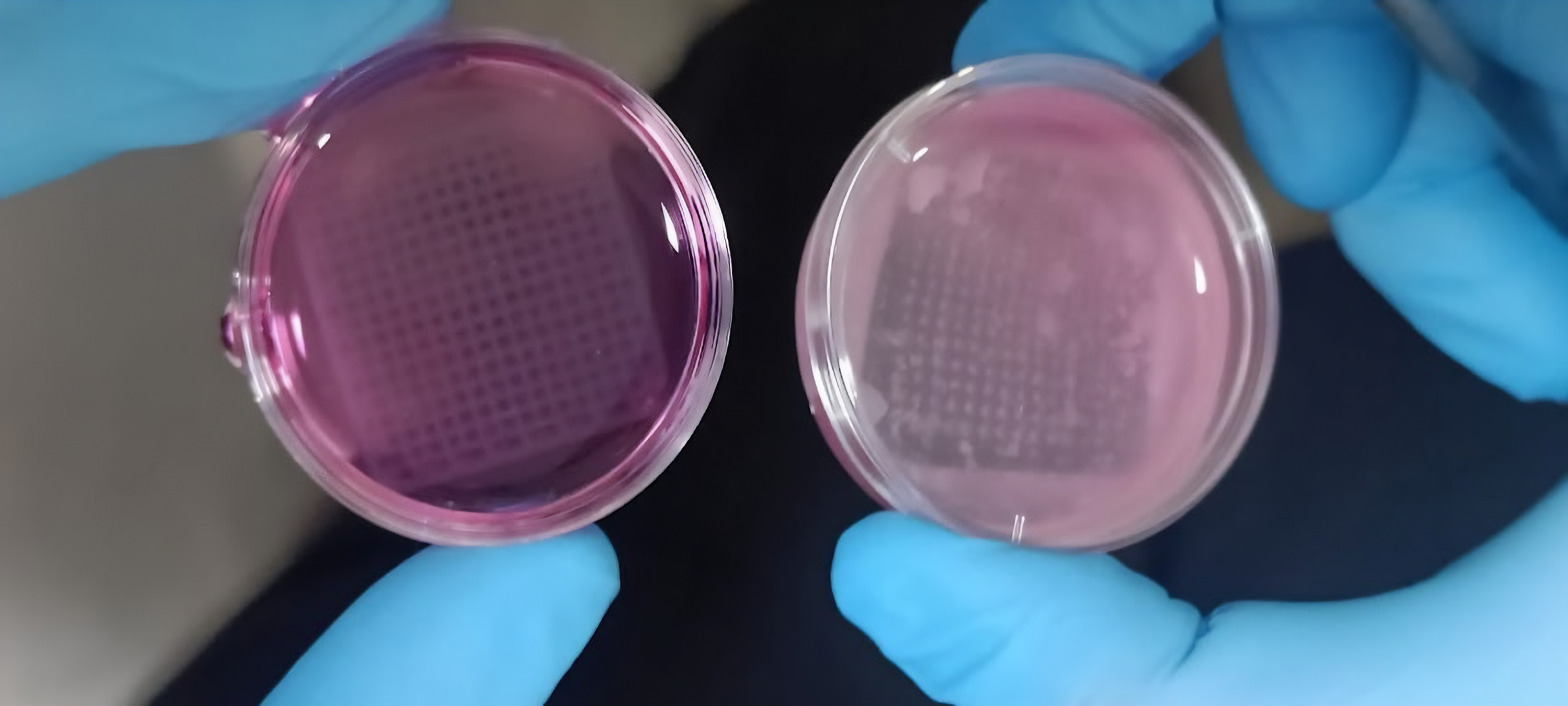 Lifelike 3D-printed skin to replace animal testing in cosmetics