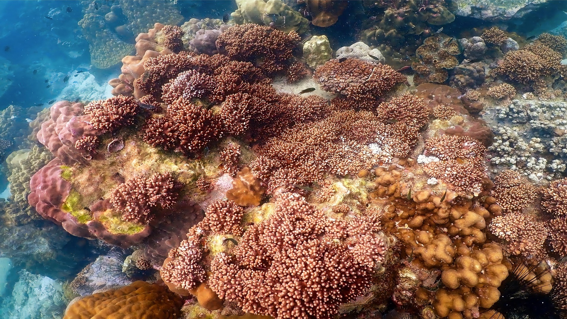 480-million-year-old sponge discovered in China built Earth's first ...