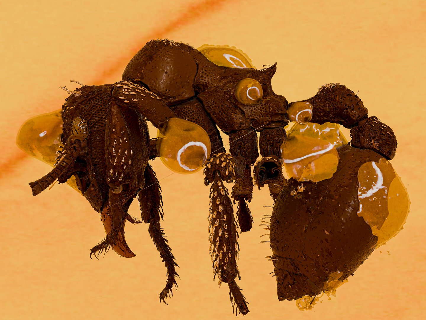 16-million-year-old amber reveals dirt ants once ruled Caribbean