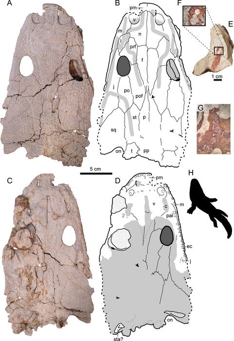 Mass death event killed giant amphibians 230 million years ago