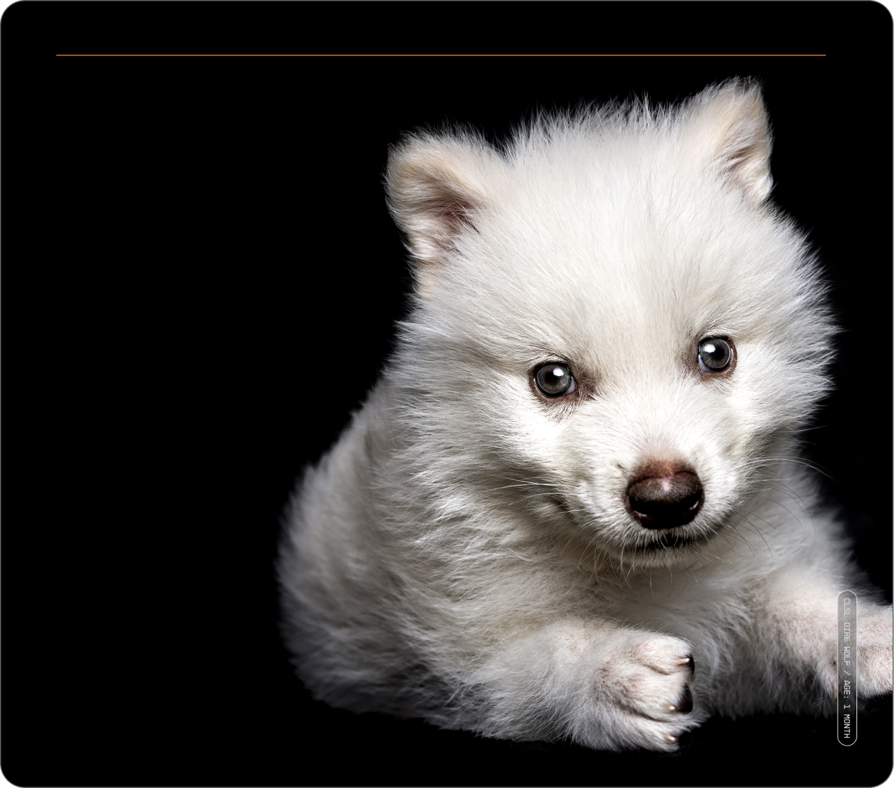 Dire wolf 2.0: Colossal brings back ice age giant after 13,000 years