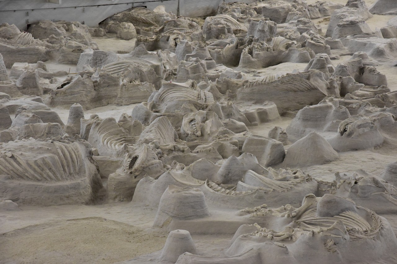 Yellowstone's eruption 12 million years ago made a mass rhino grave