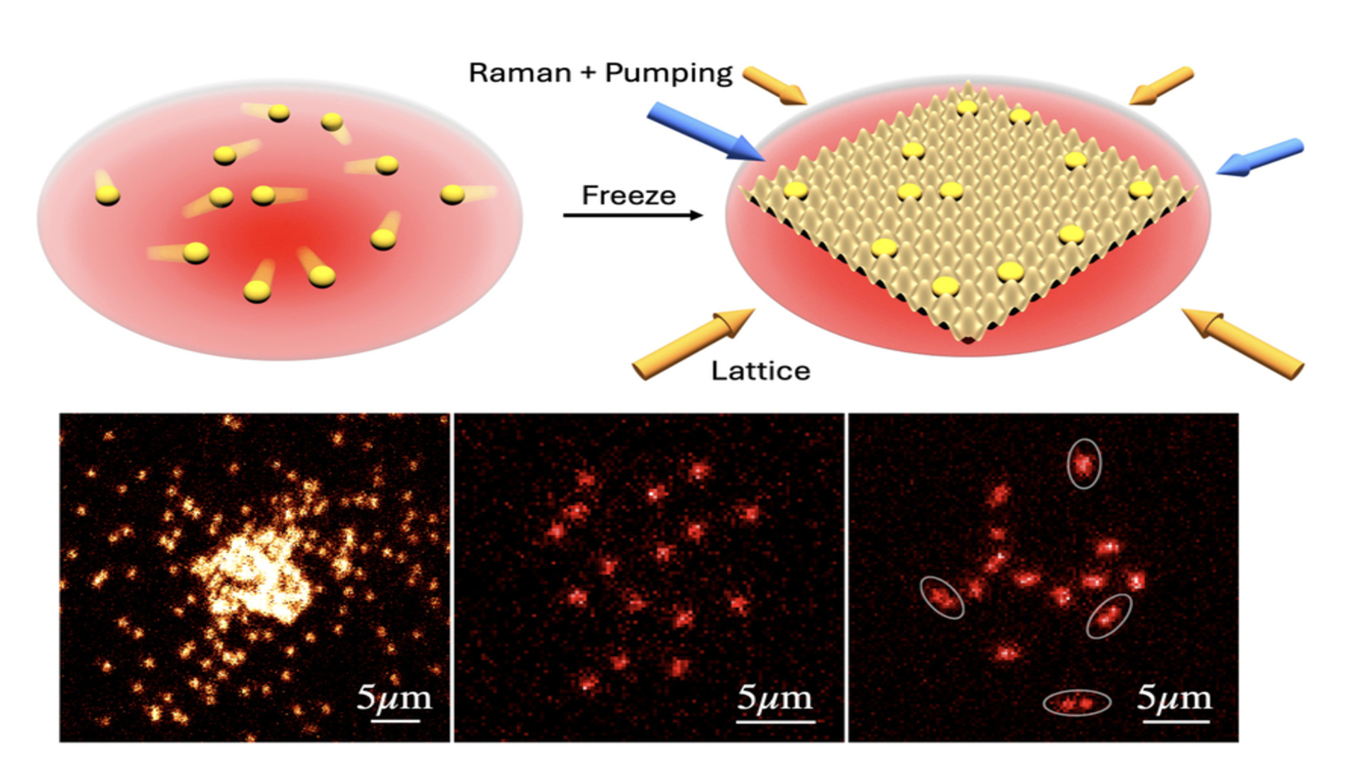 World-first images of free-range atoms in real space captured by MIT