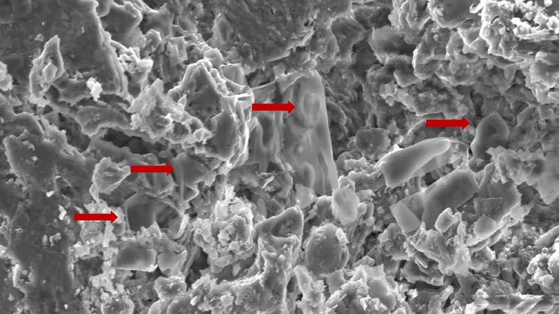 Ancient dinosaur fossil may offer clues for future cancer treatments