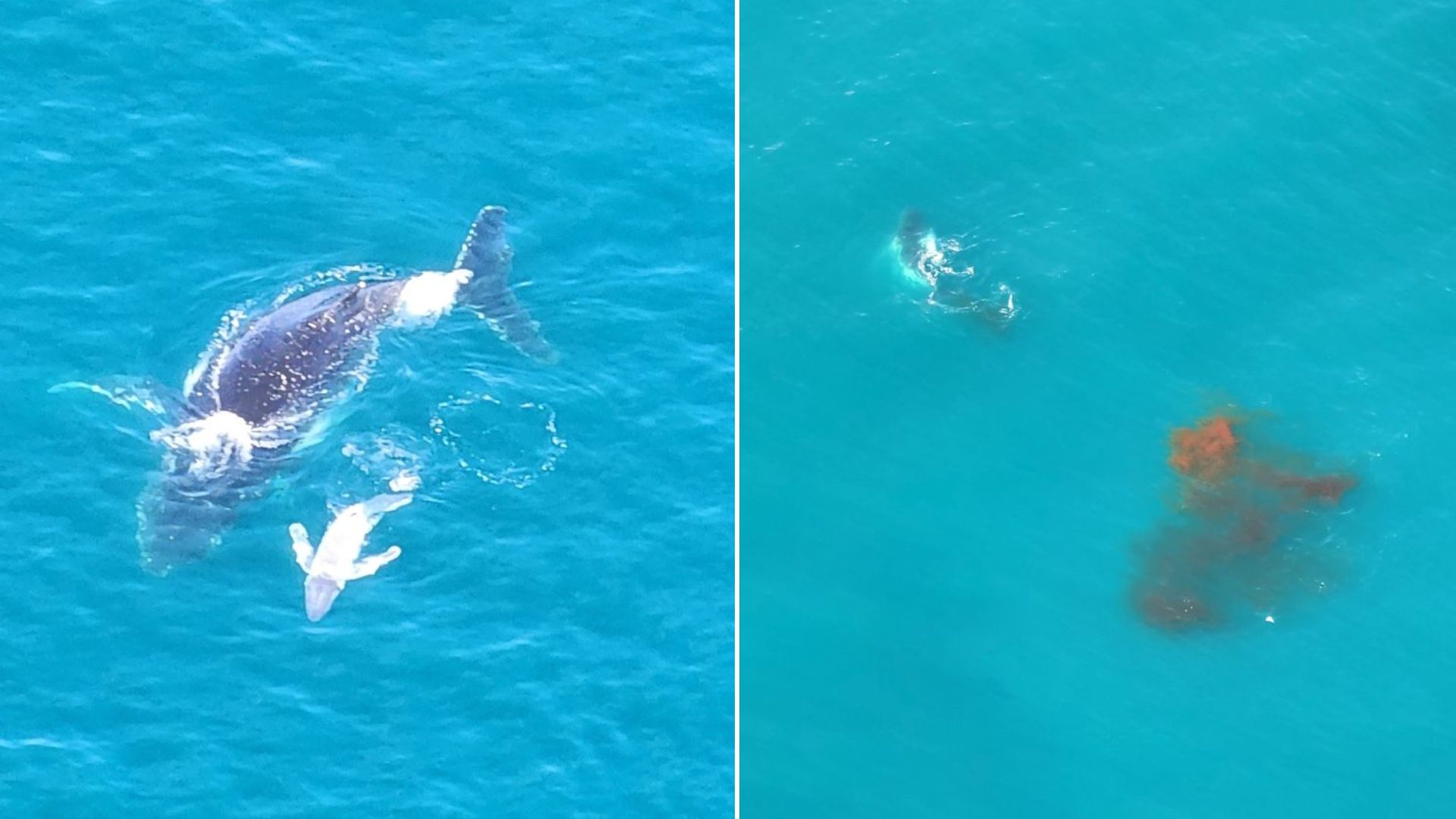 Science rewritten: Humpback whales give birth while still migrating