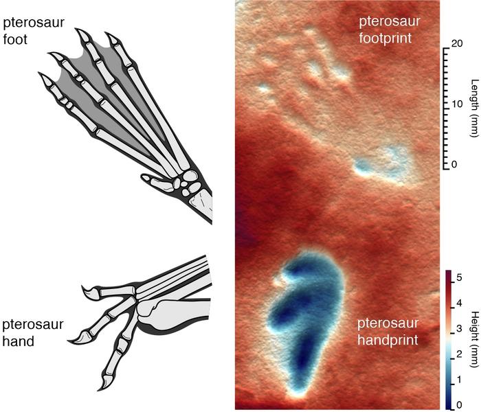 Ancient tracks show flying reptiles conquered land in dinosaur era