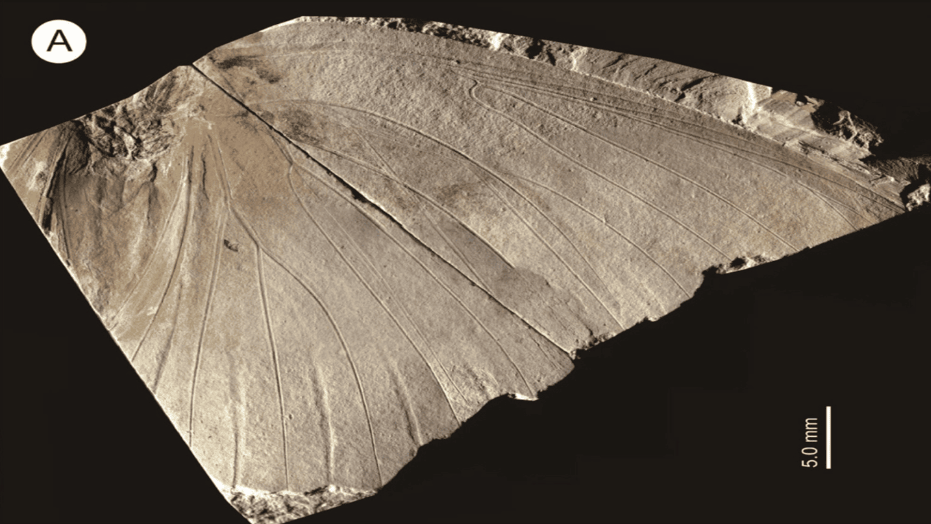 2.6 million-year-old extremely rare fossil identified as new species