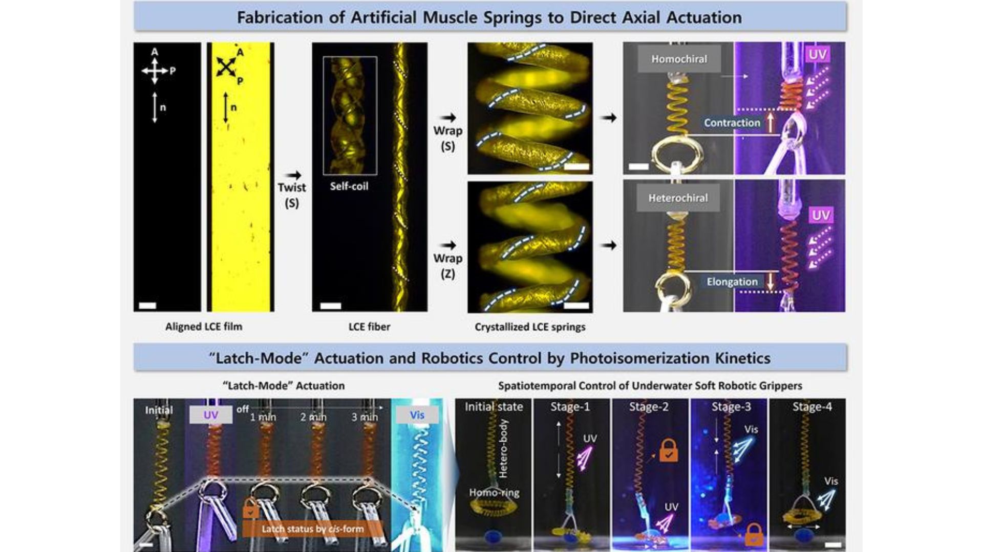 Light-powered underwater robots achieve 2x mammalian muscle strength