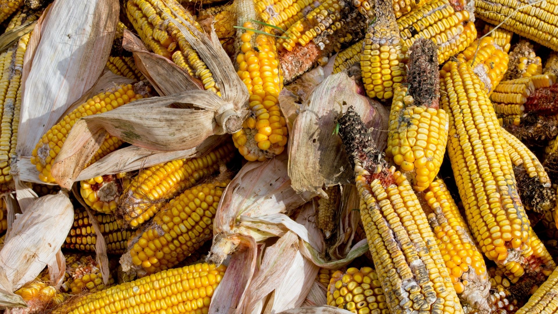 US scientists turn corn waste into cheap sugar for next-gen biofuels