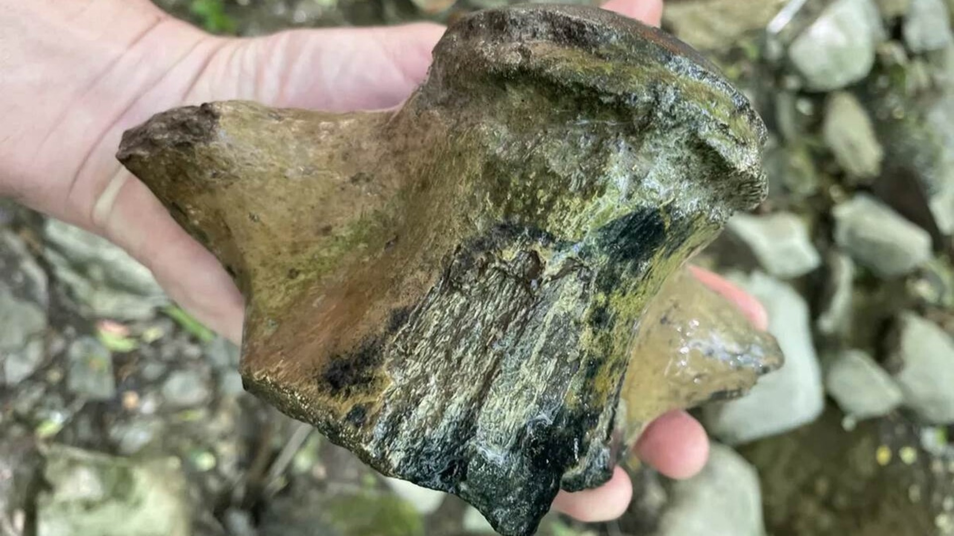 US: 30-foot monster sea lizard fossil is straight out of horror movies