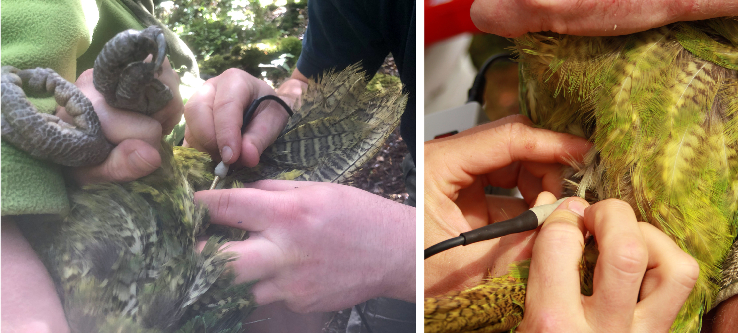 Artificial insemination triples birth rate in endangered parrots