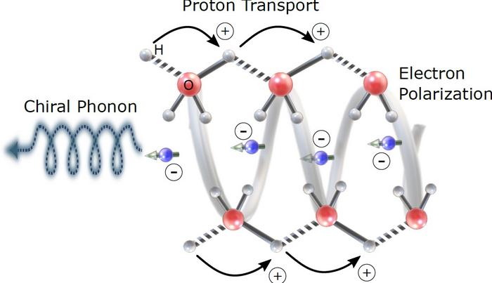 Quantum rules followed in biological systems by protons, study finds