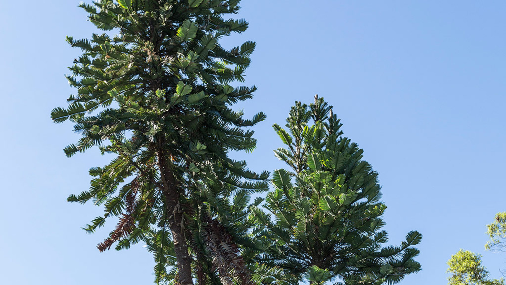 200 million-year-old 'dinosaur tree' from Jurassic breeds successfully
