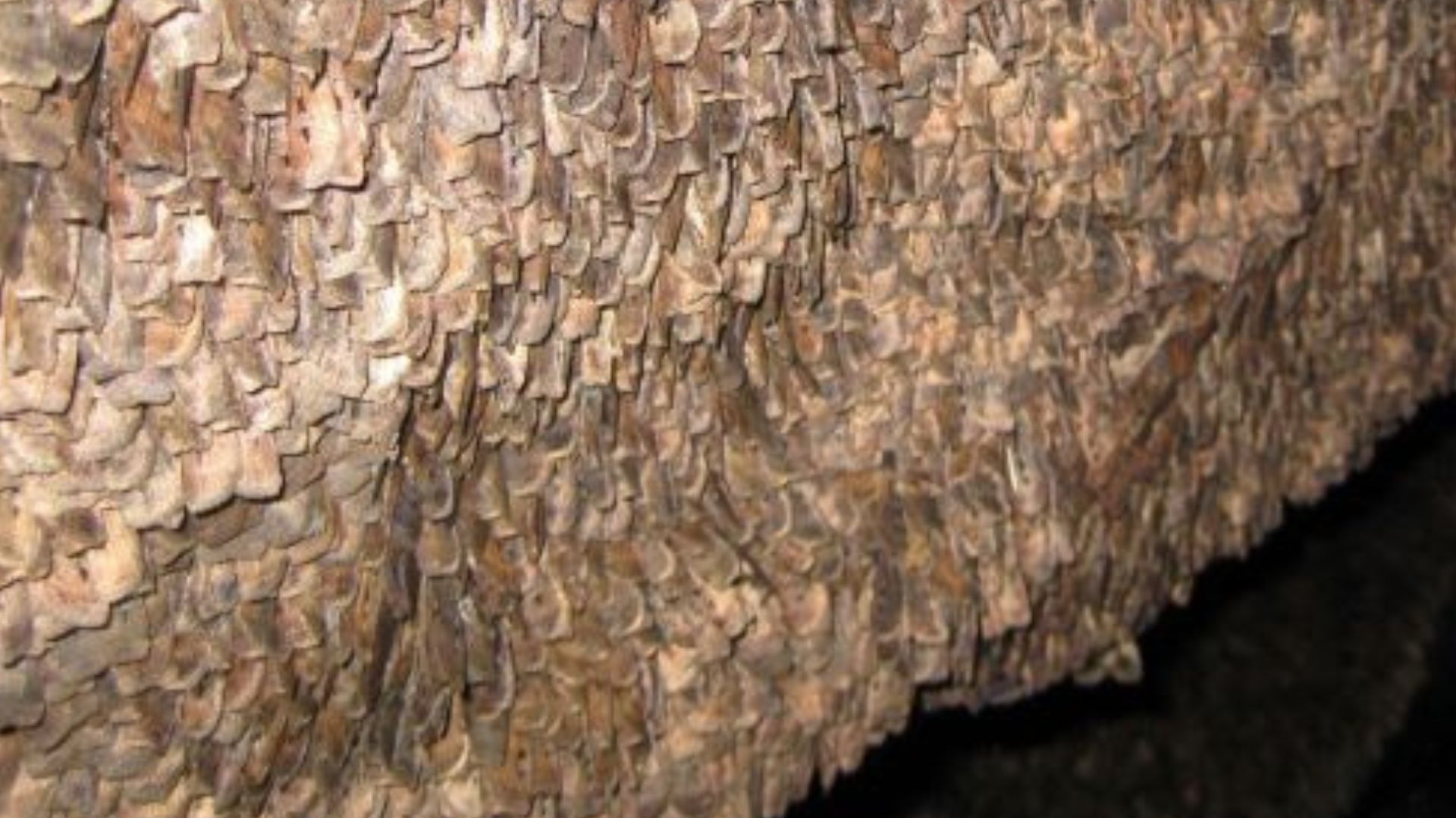 Australian moth becomes first-known insect to use stars as GPS