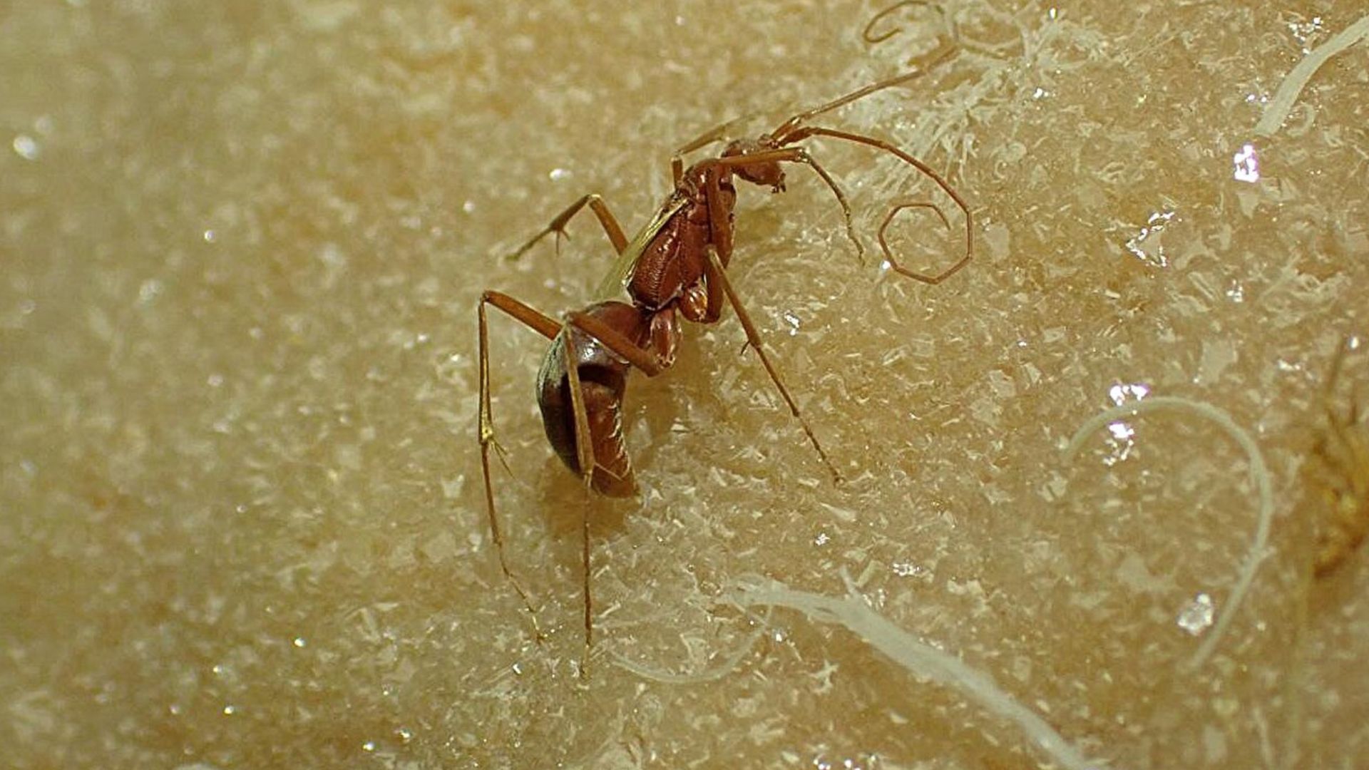 Blind spiders and strange wasps uncovered in remote Australian cave