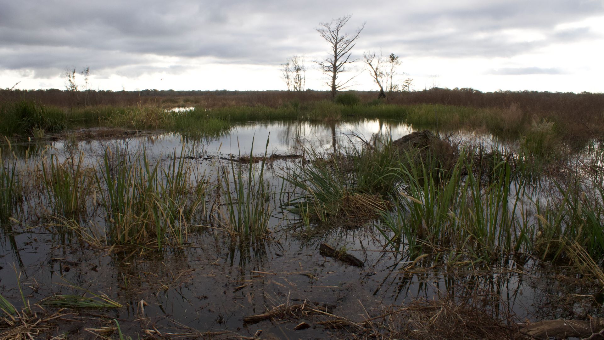 These ancient tree rings hold a climate warning that's 2,000 years old