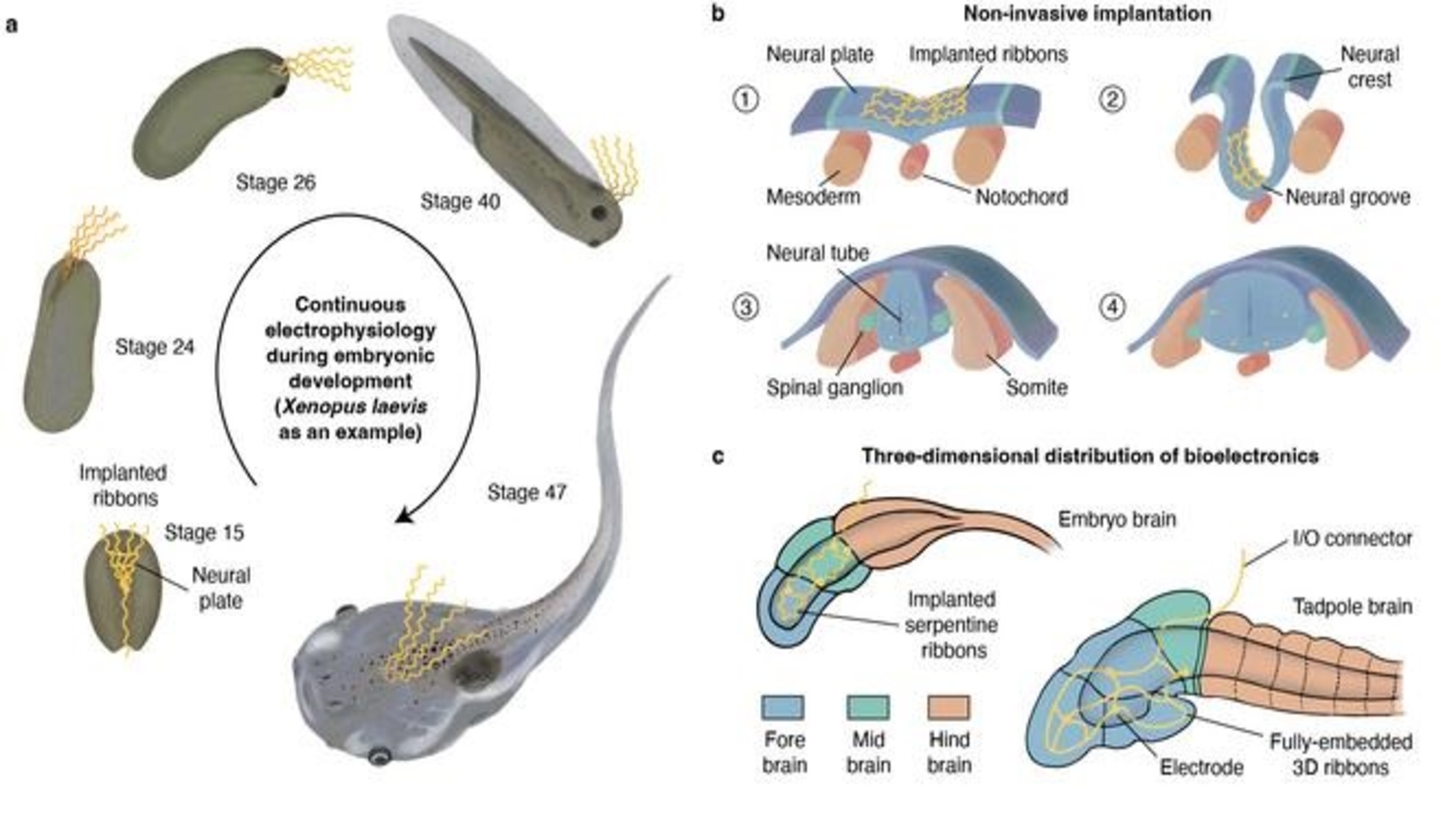Tofu-like brain implant lets scientists track cyborg tadpole growth
