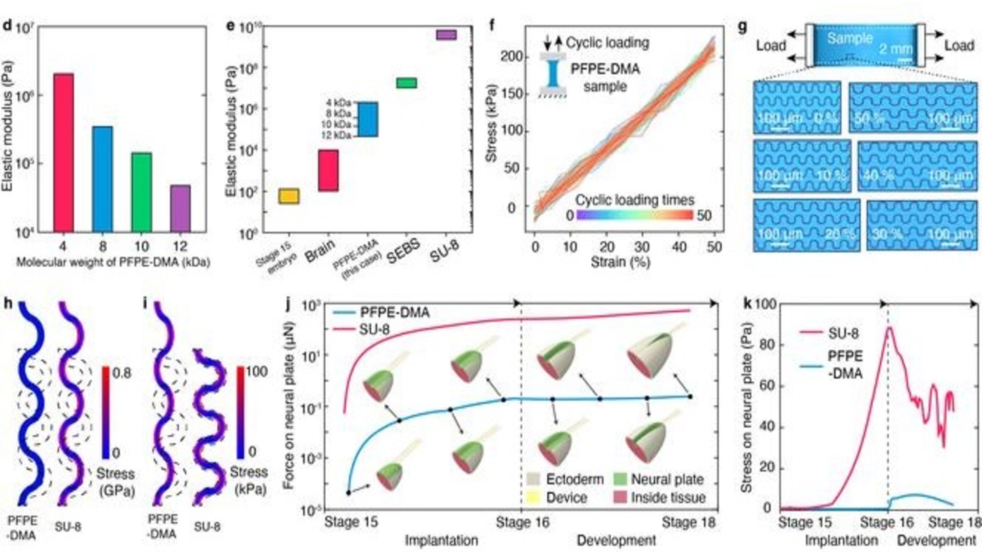 Tofu-like brain implant lets scientists track cyborg tadpole growth