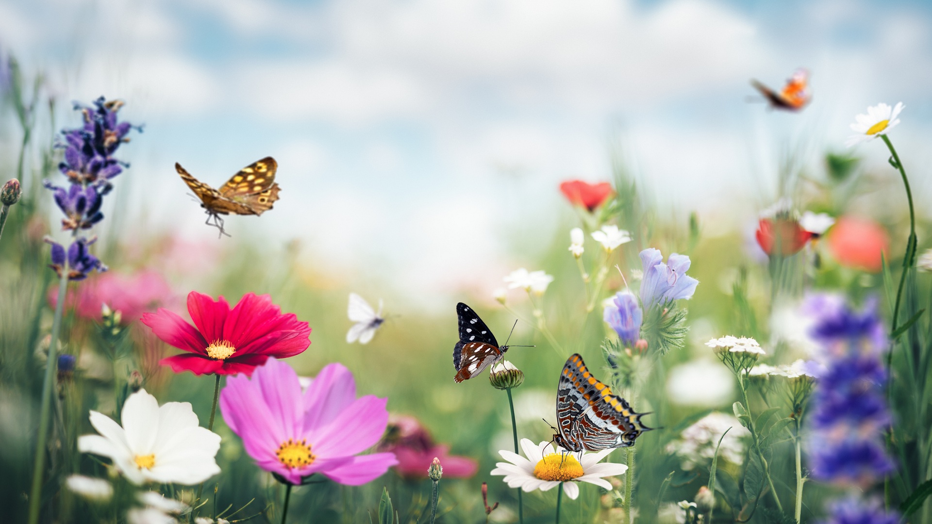 Did butterflies beat flowers to evolution? Fossil poop offers clues