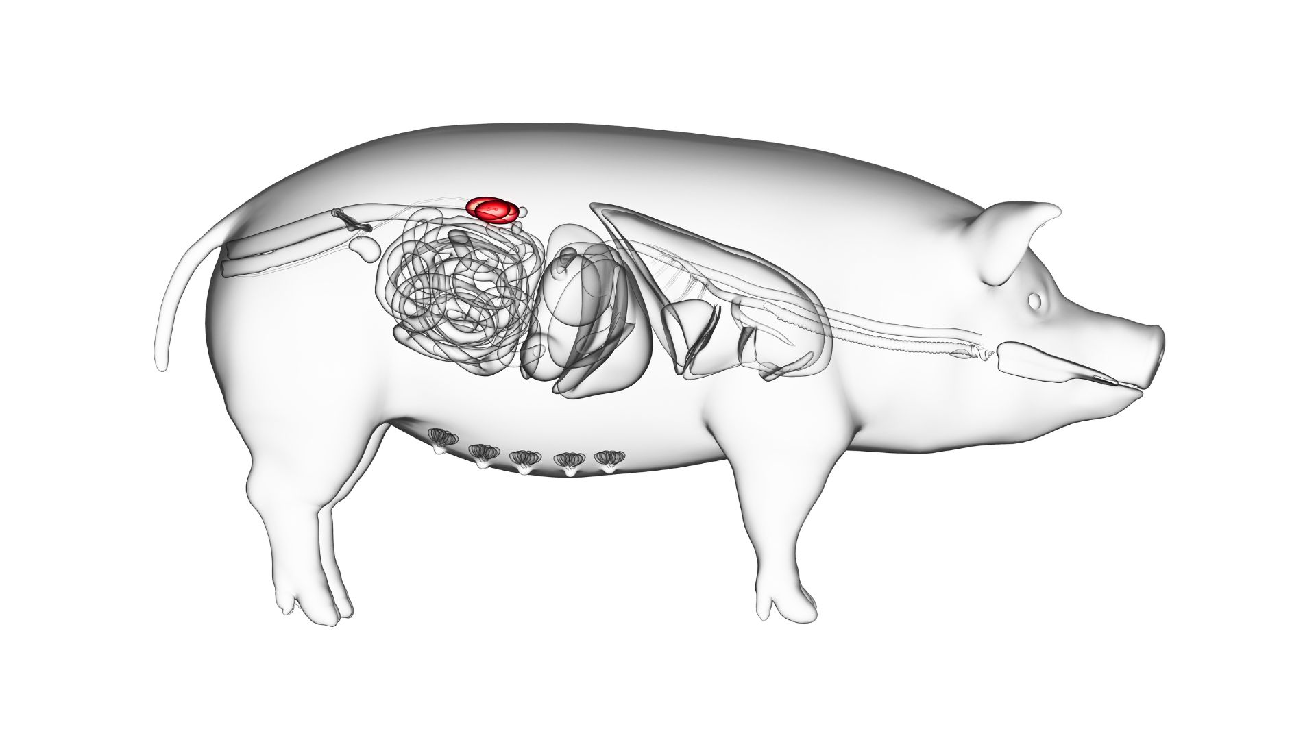 US researchers map how human immune cells interact with pig kidney tissue