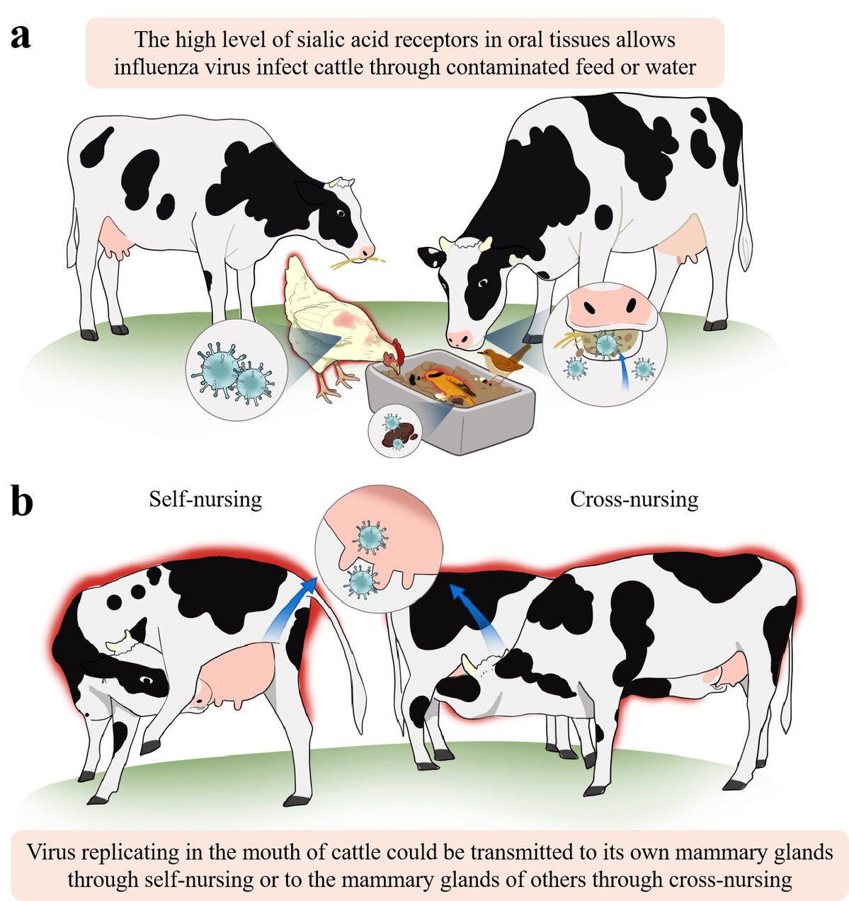 'Milk-stealing' calves likely spread bird flu in US cows, says study