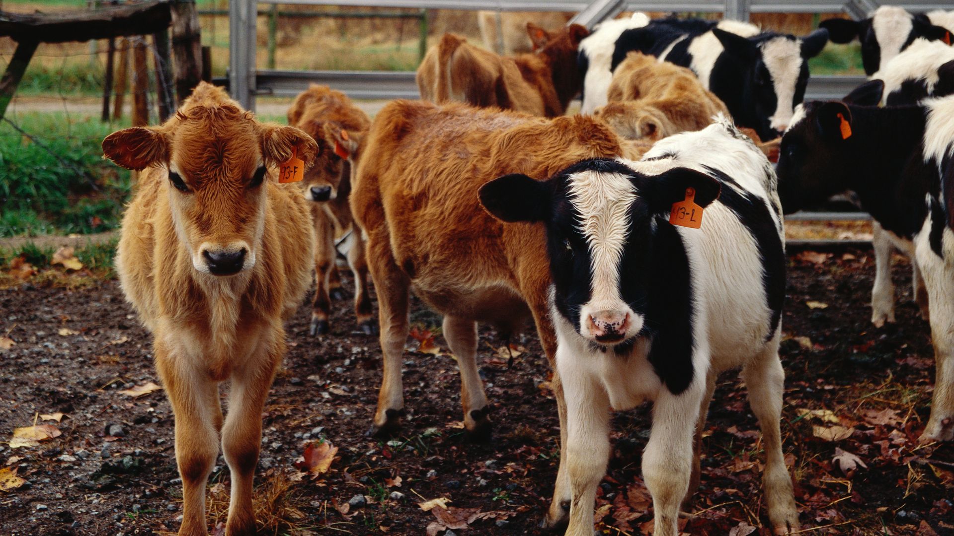 'Milk-stealing' calves likely spread bird flu in US cows, says study