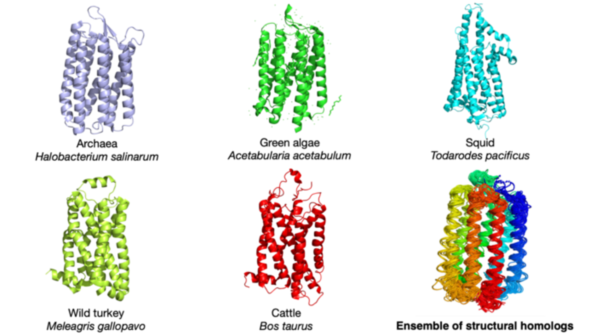 Out of the blue: Rare proteins could switch brain cells on and off