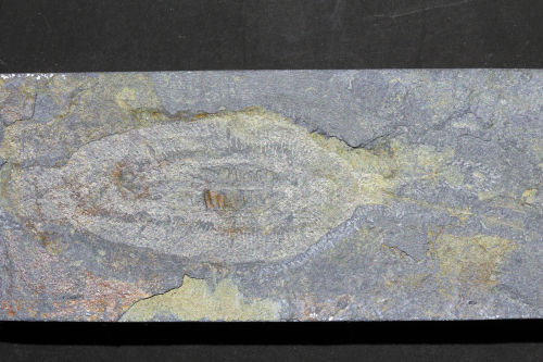 Bbabygirlari porn videos i wanted to dive into the plunge