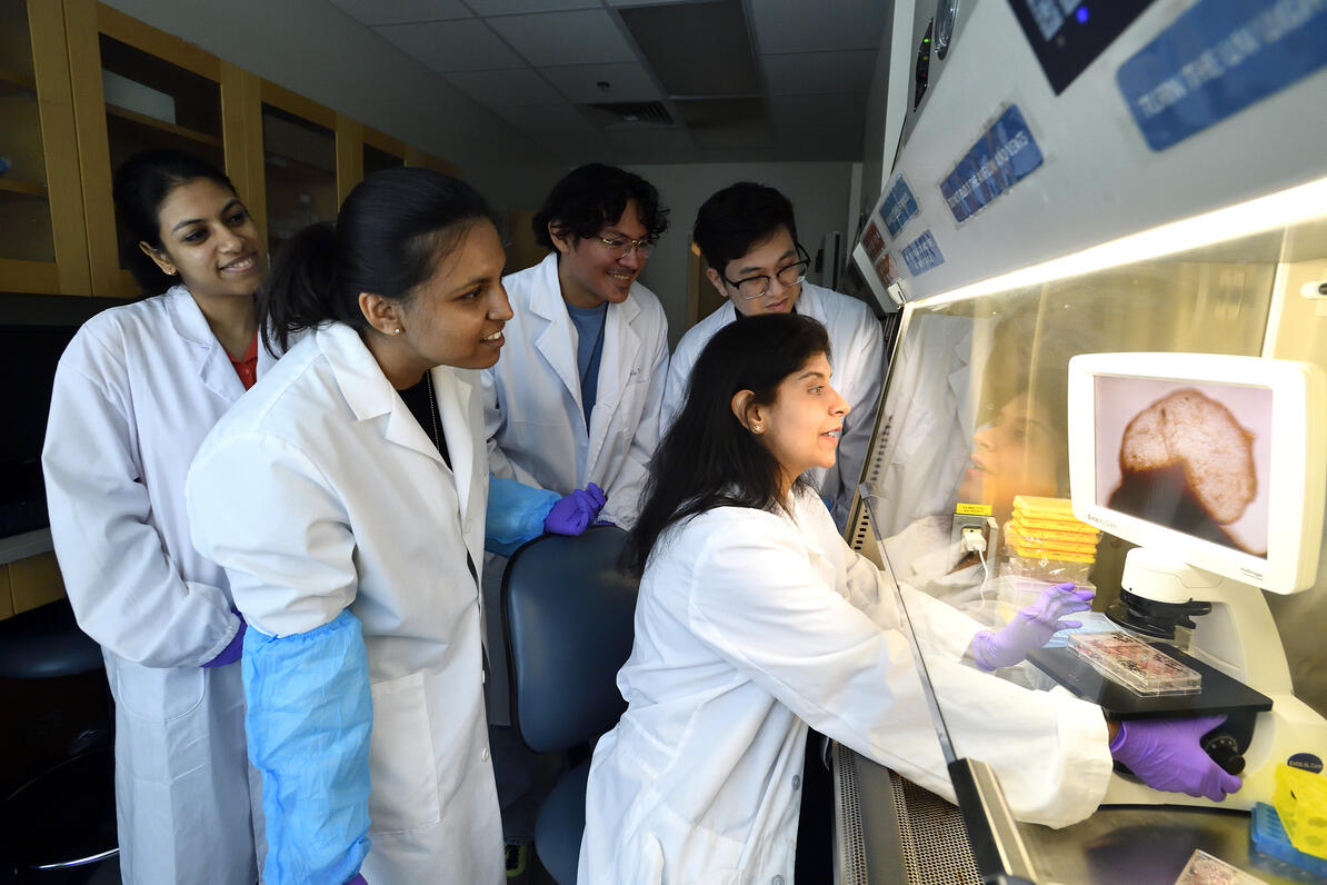 Johns Hopkins' whole-brain organoid could speed up drug testing