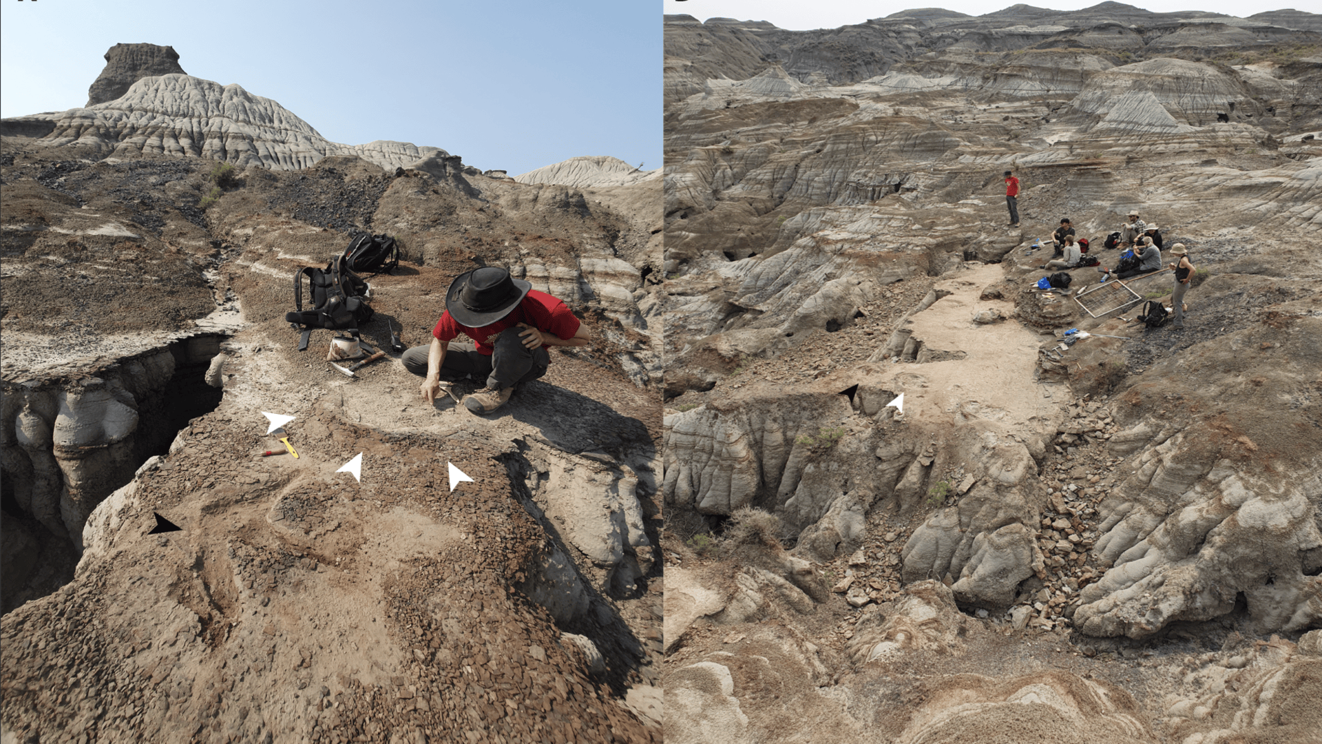 76 million-year-old dinosaur tracks reveal first multispecies herding