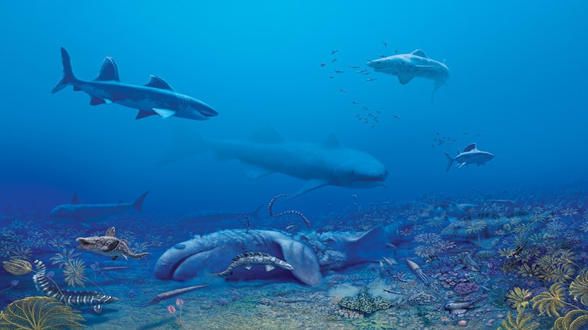340 million-year-old tiny shark found in world’s longest cave system