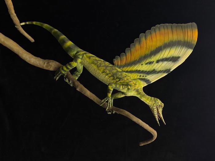 247-million-year-old fossil reveals 'wonder' reptile with unique skin