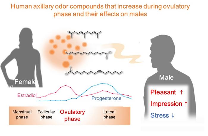 Women’s ovulation scent triggers happiness in men, research shows