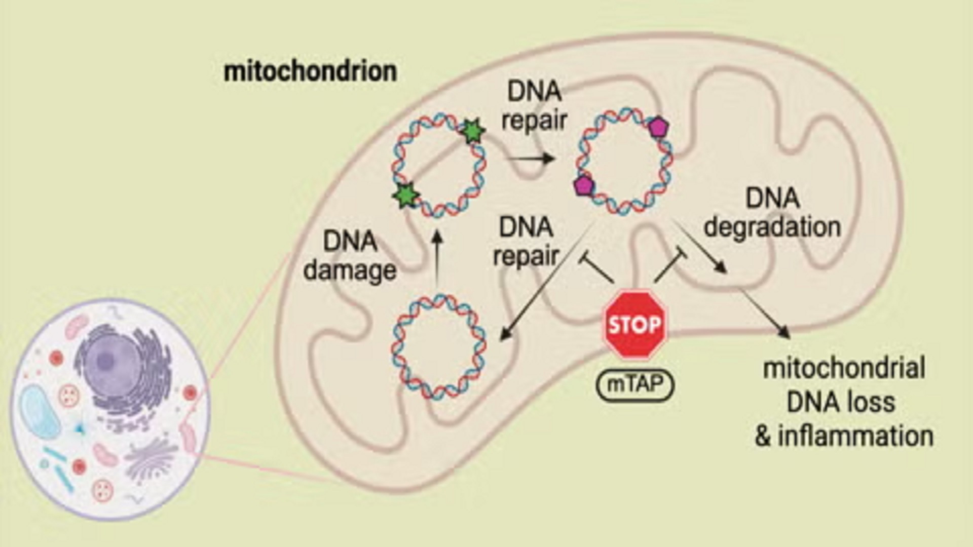 Damaged DNA no more? Scientists build shield for mitochondria