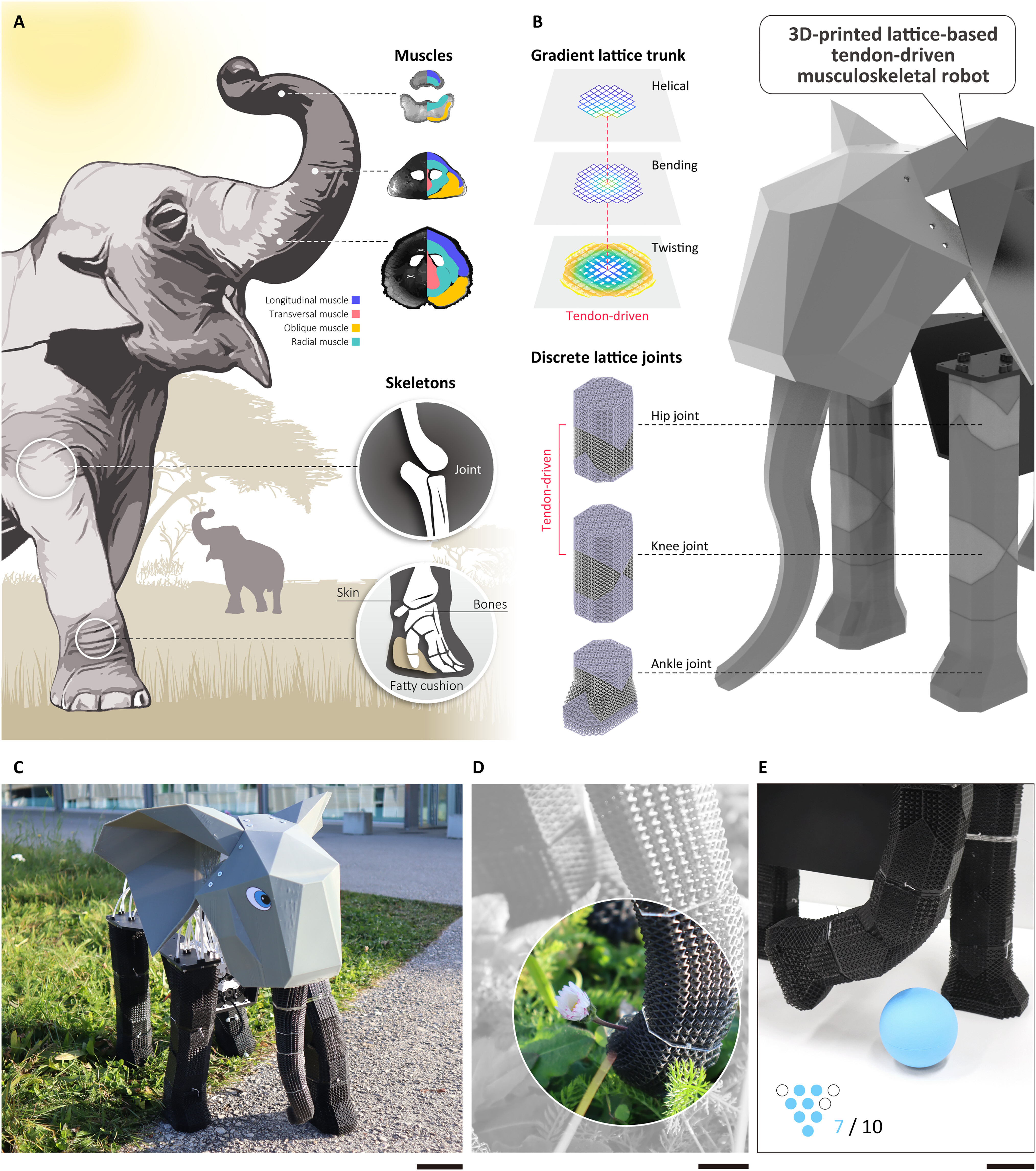Elephant robot mimics muscle and bone with foam lattice design