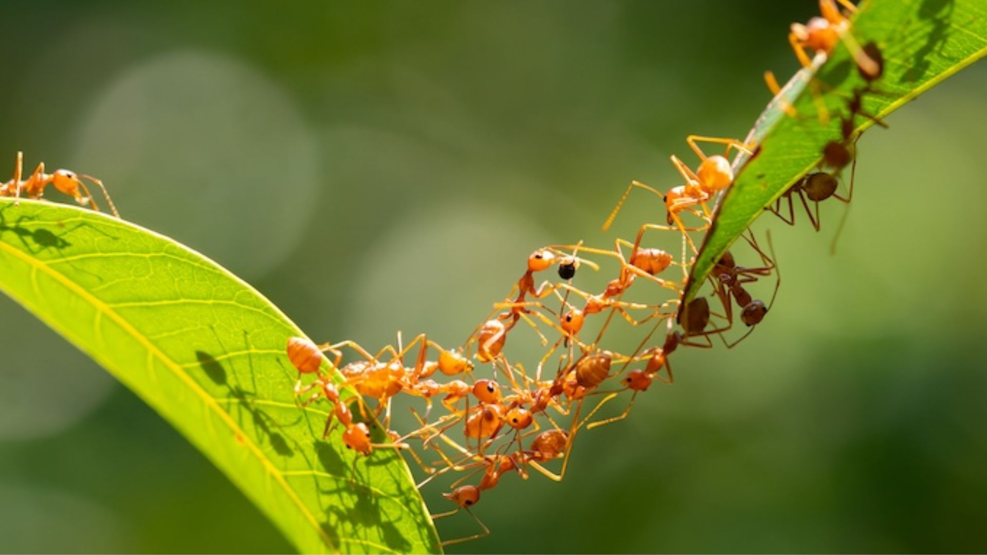 Weaver ants are better at teamwork than humans, new study finds
