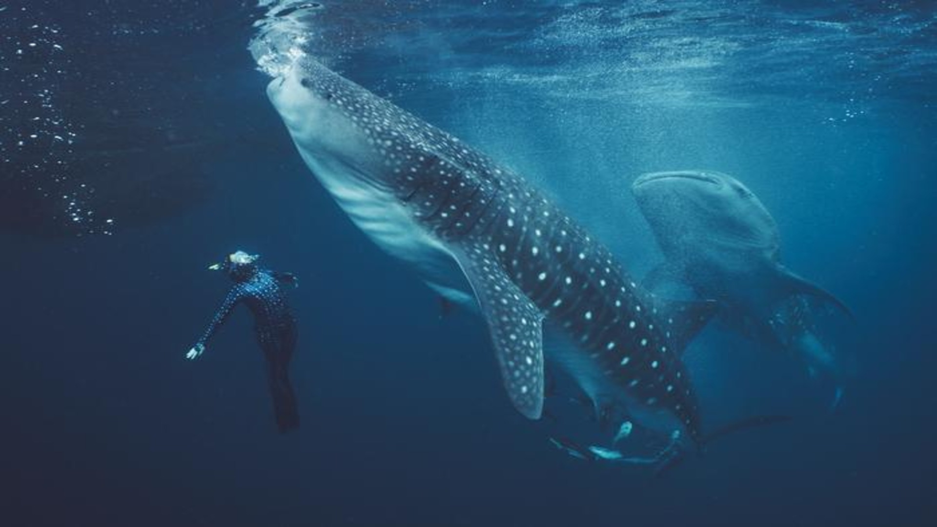 Whale sharks' hidden wounds: Study shows 80% injuries were manmade