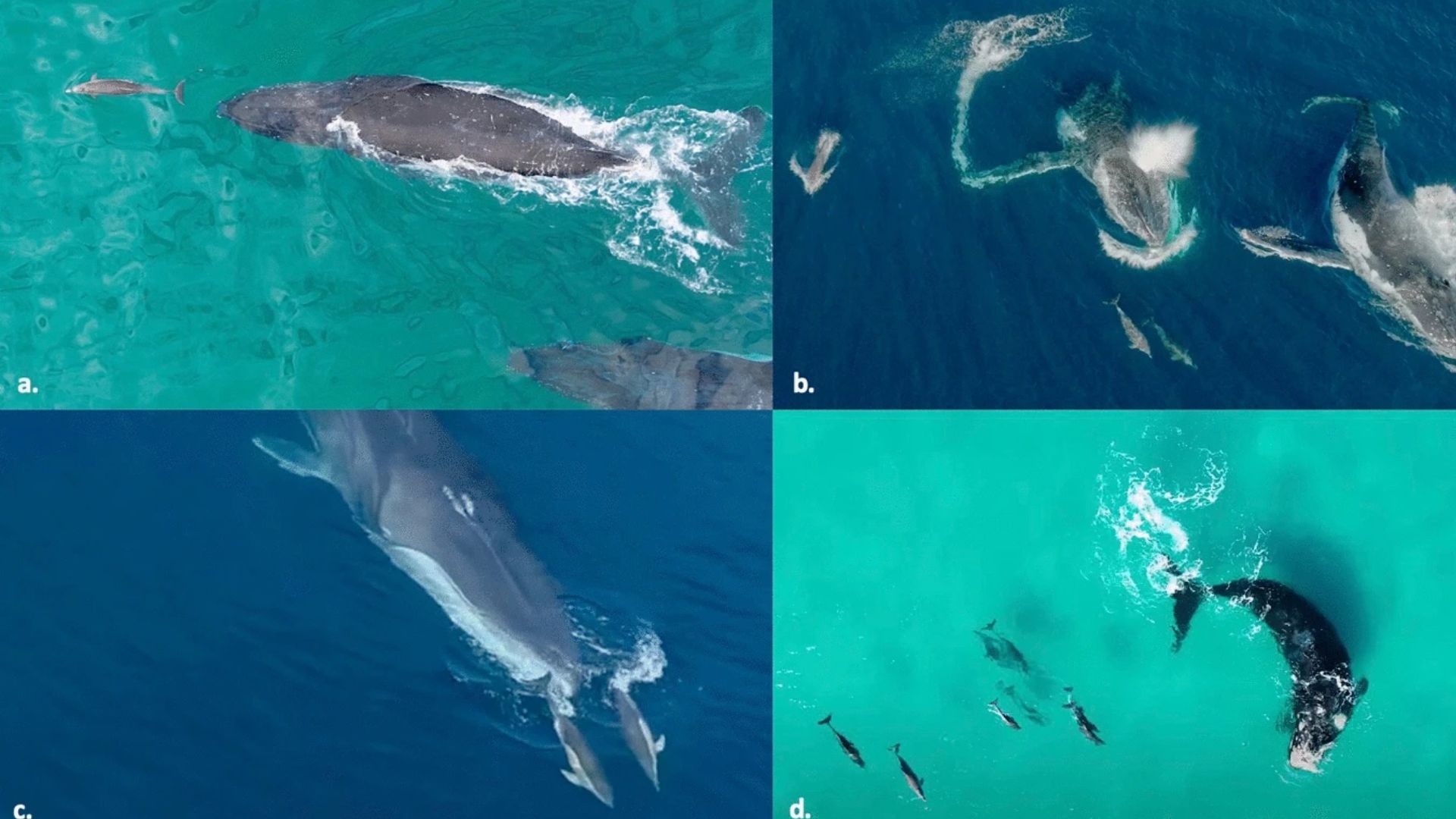 New study reveals rare playful bonds between dolphins and whales