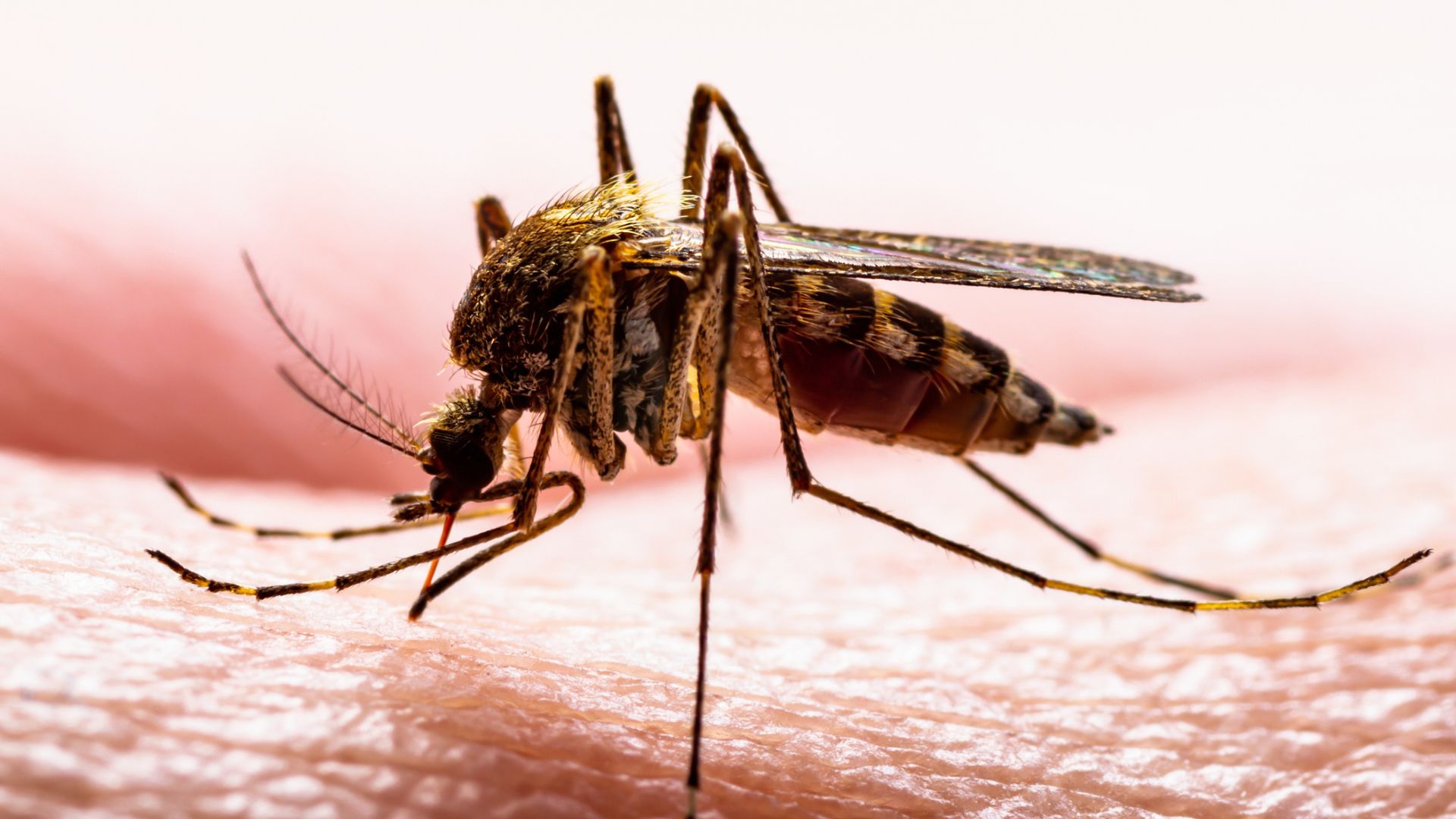 World Mosquito Day: Warming climate fuels rapid spread of chikungunya