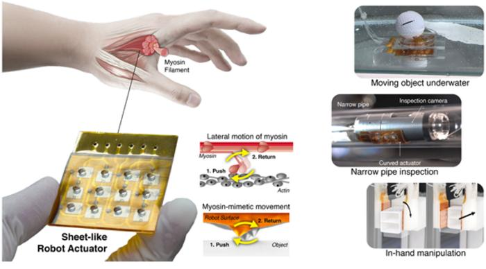 New super-thin robot mimics muscle to crawl, twist, and grab objects