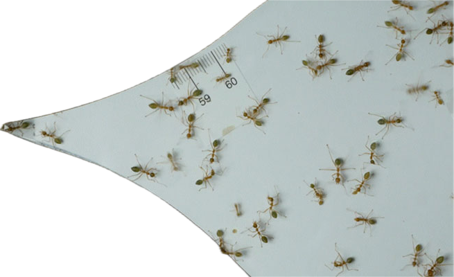 Weaver ants are better at teamwork than humans, new study finds