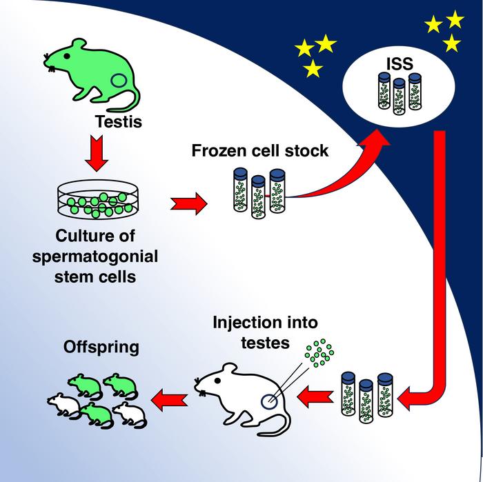 Cryopreserved stem cells in space can produce healthy mouse offspring